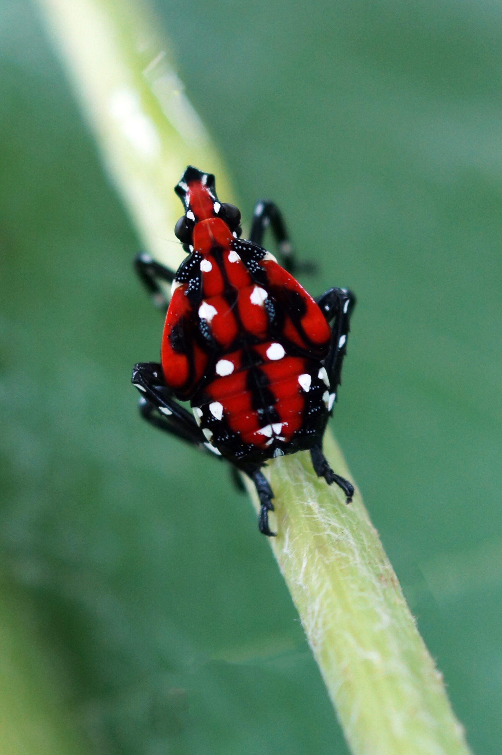 Spotted Lanternfly – Union County, Pennsylvania