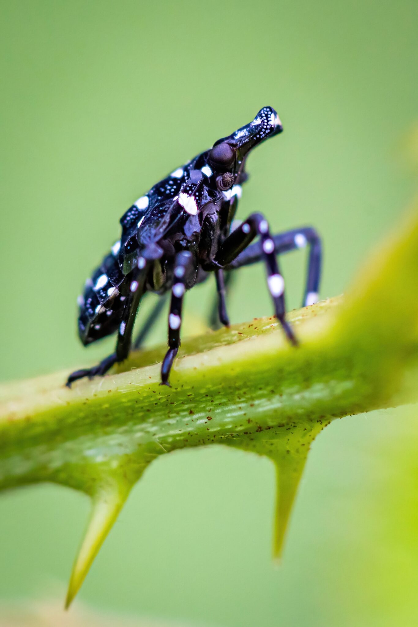 Spotted Lanternfly – Union County, Pennsylvania